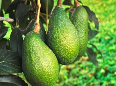 Qld researchers bid to solve avo shortage - Inside FMCG