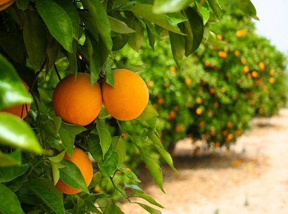 Nutrano restructures farm management - Inside FMCG