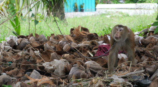 HelloFresh accused of selling coconut milk made by forced monkey labour ...