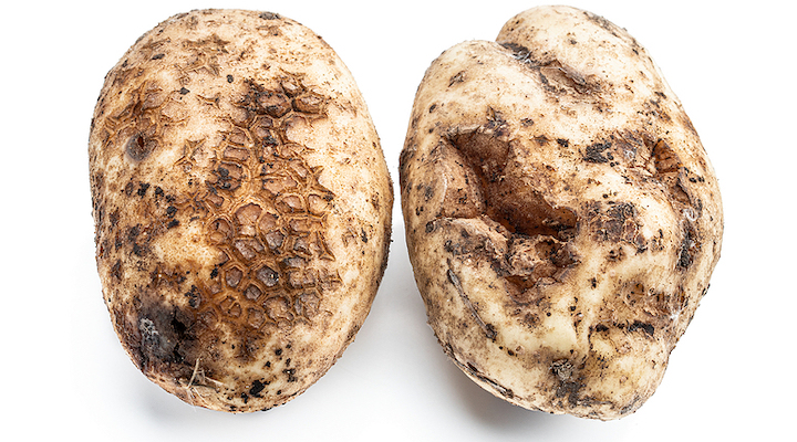 What was behind Australia’s potato shortage? - Inside FMCG